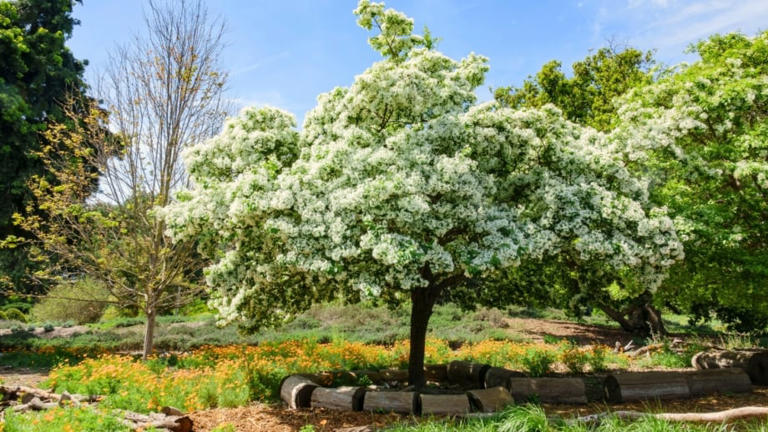 15 Best Trees for Small Yards