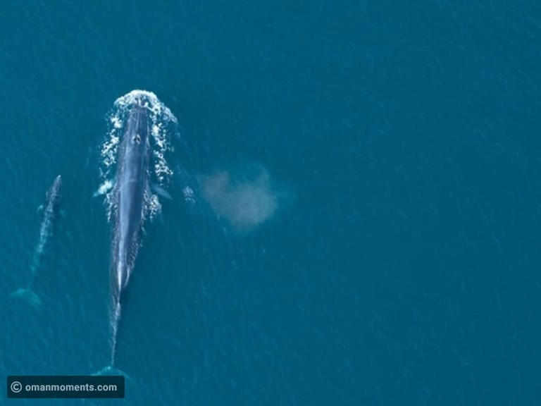 Bryde's Whale Makes Rare First Appearance in Musandam