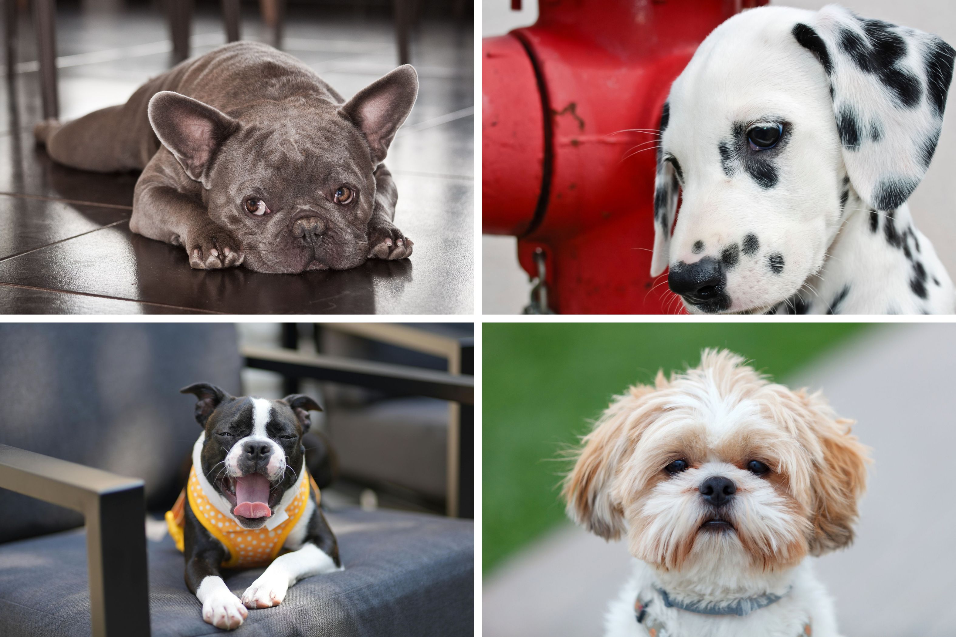 Top Utility Dogs 2025: These are the 11 most popular breeds of adorable ...