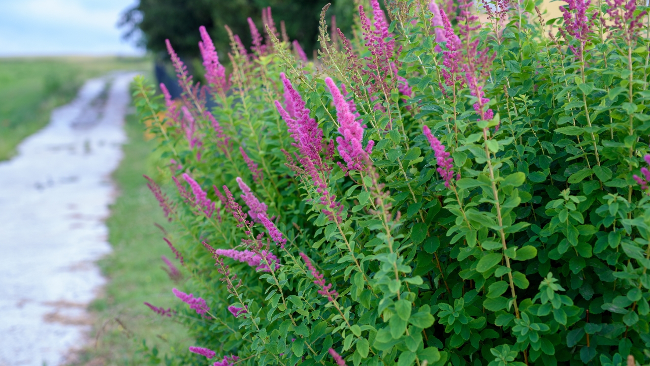 10 Plants You Think Are Pretty But Are Harming Your Soil