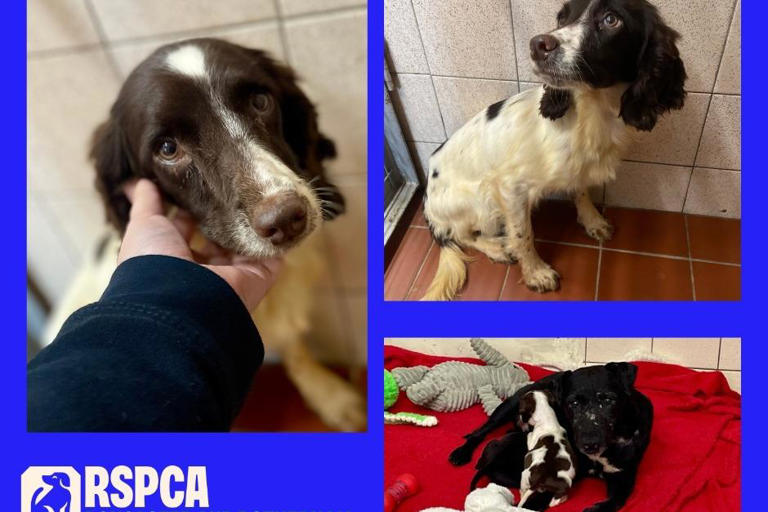 80 dogs: Money pours in for scores of Springer Spaniels rescued from ...