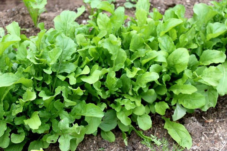 10 Fast-Growing Vegetables You Can Harvest Quickly