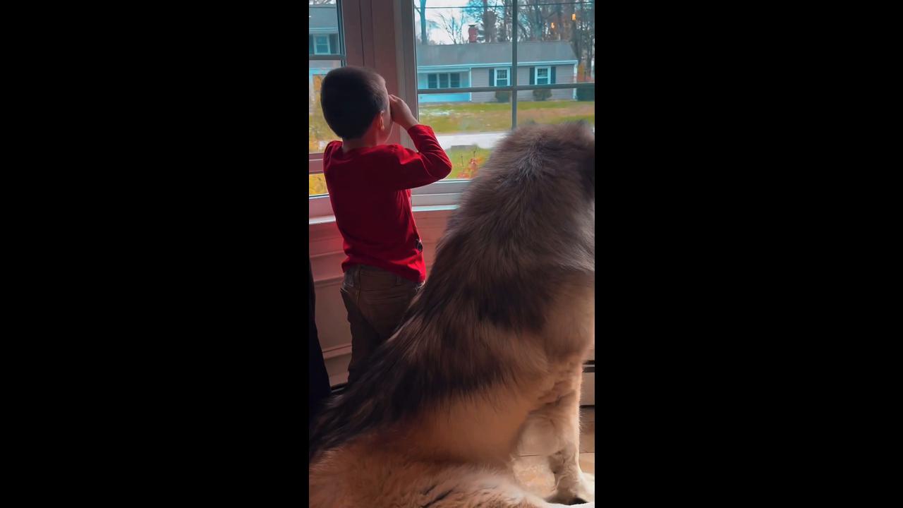 Boy and His Giant Guard Dog Can’t Wait for Dad to Come Home