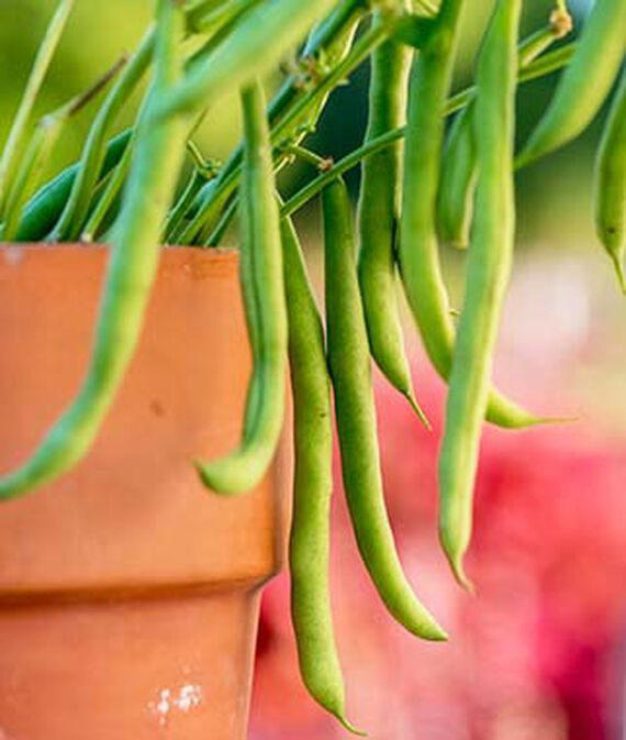 10 Fast-Growing Vegetables You Can Harvest Quickly