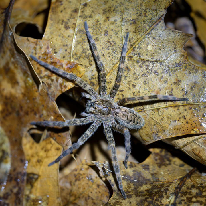 ‘Water-resistant’ spider in NE Ohio eats tadpoles, frogs, and even ...