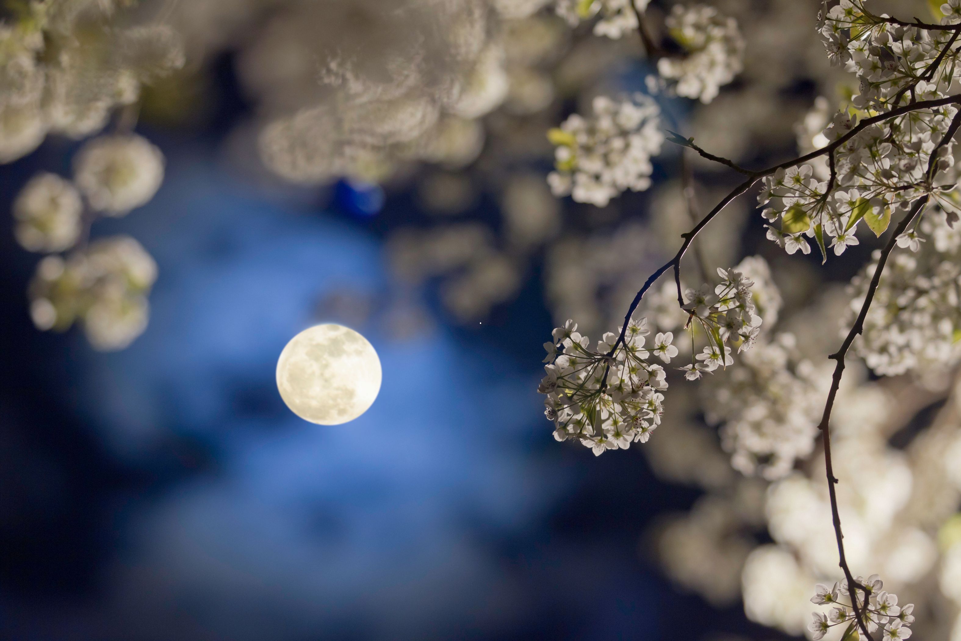 When is the next full moon in 2025? Here's how to see May's Flower Moon ...