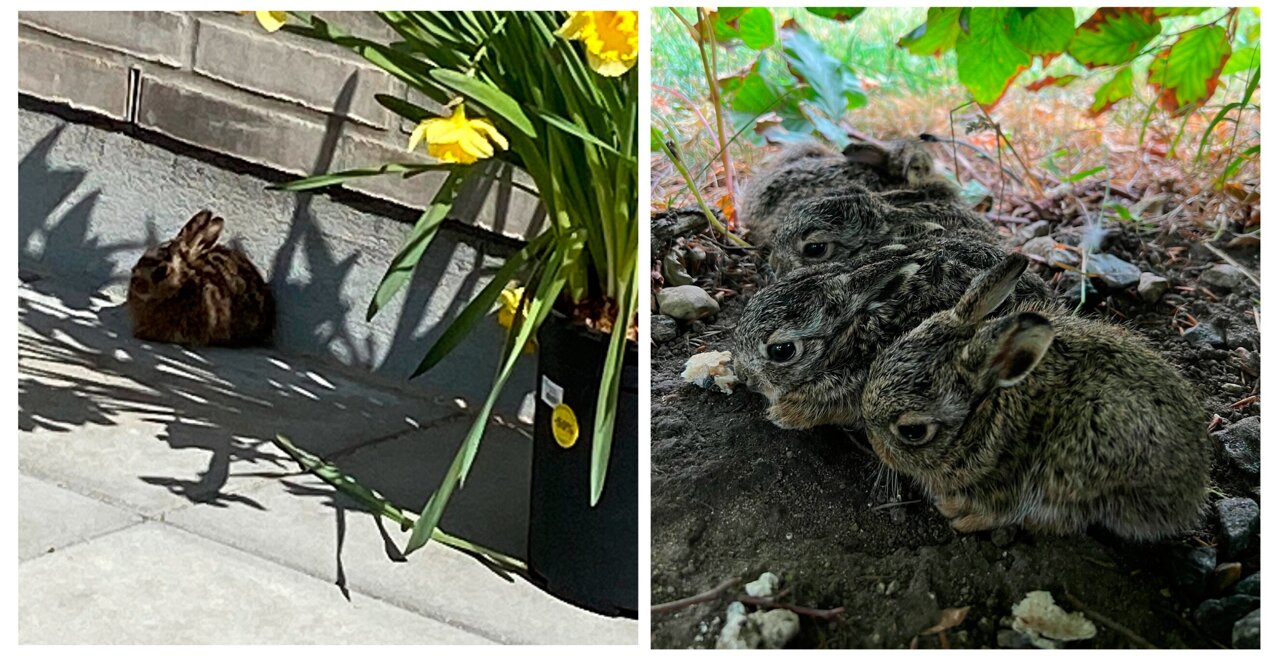 European hares are thriving in the city: New monitoring methods reveal ...