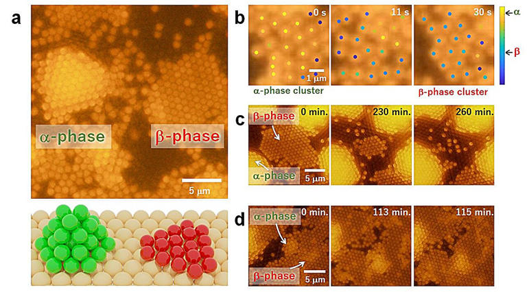 Colloidal crystal model reveals new factors in controlling polymorph ...