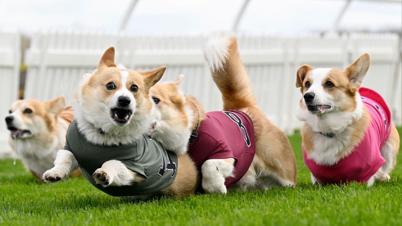 Dashing dogs! Adorable corgis race to finish line in annual Corgi Derby
