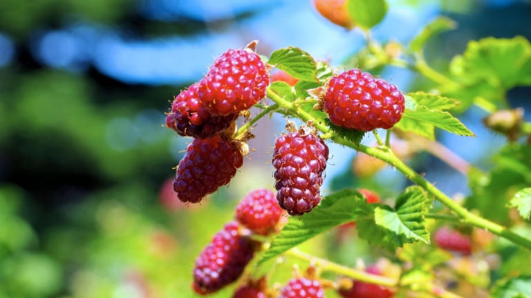 How to Plant, Grow, and Care for Tayberries
