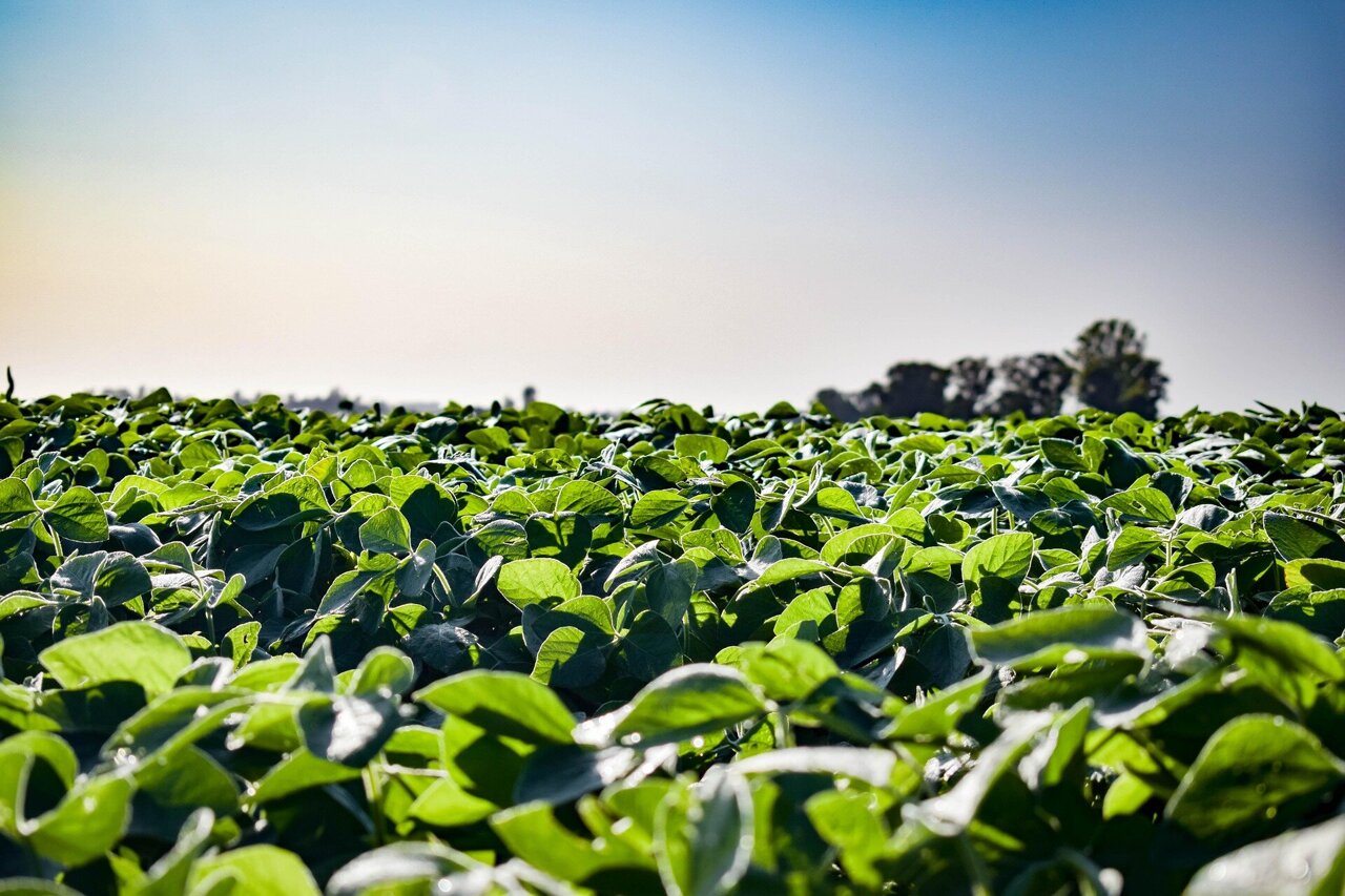 Soybeans use a natural targeted cooling mechanism to protect ...