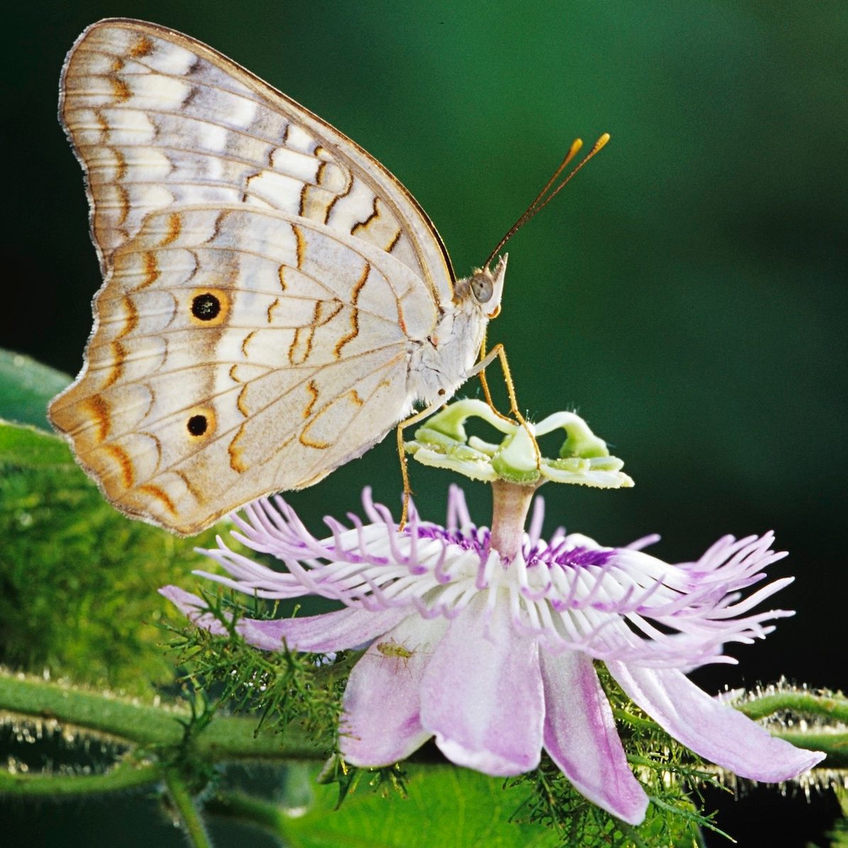 Top 10 Butterfly Host Plants to Attract Pollinators