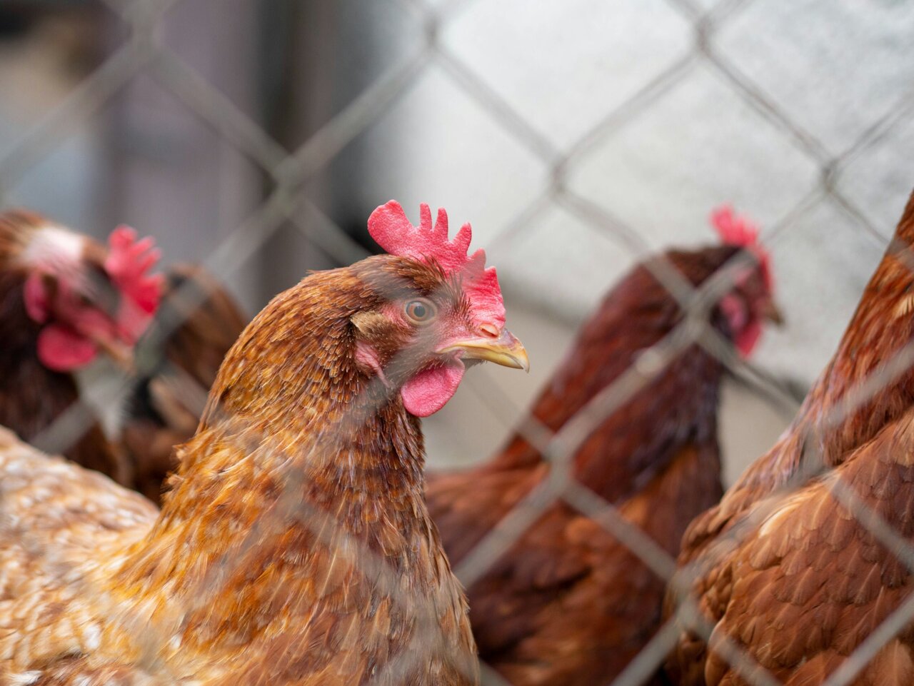 Bird flu studies show variant from 2016 was one mutation away from ...