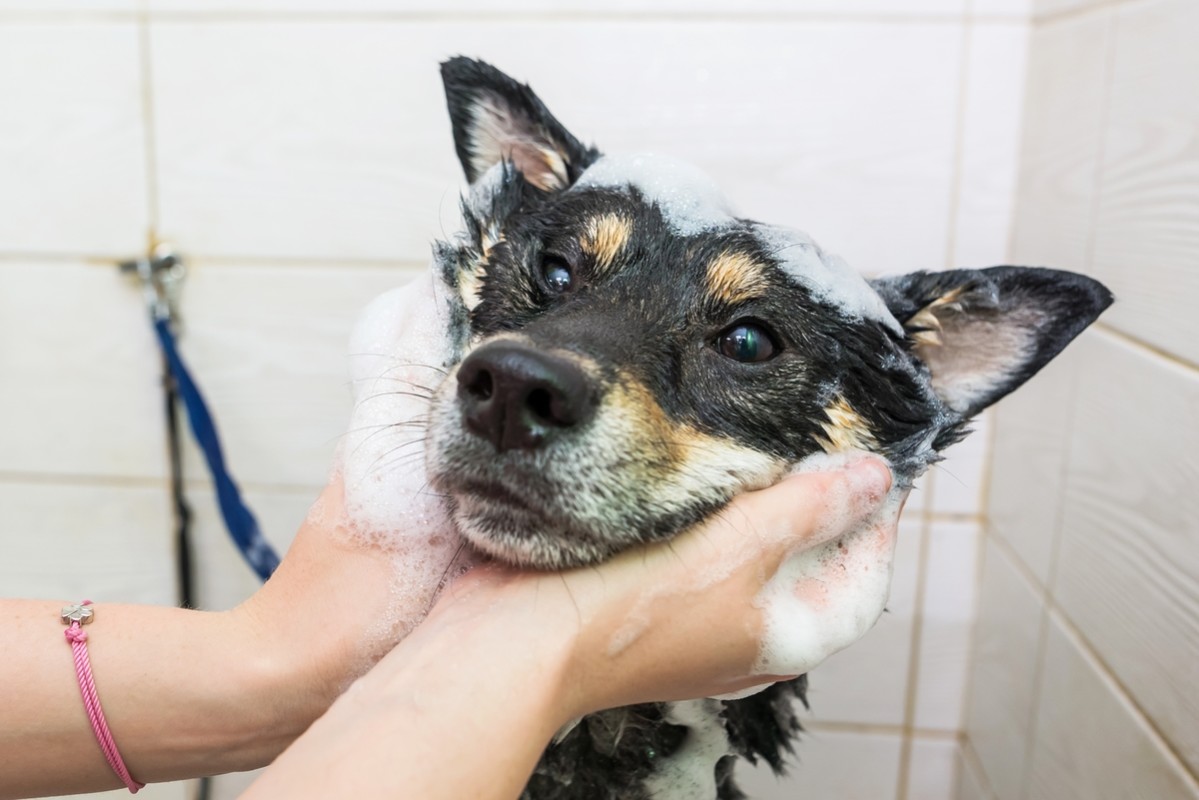 Shiba Inn Getting Full Spa Treatment in the Car Is Truly Living the Dream
