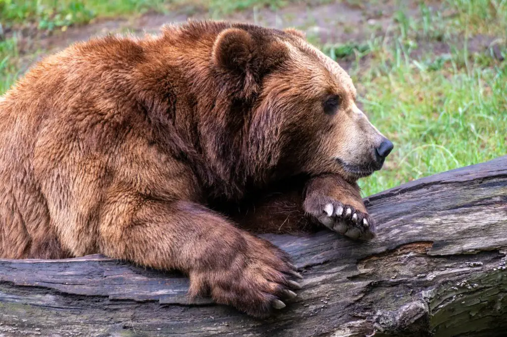 12 Russian Facts So Strange They’ll Change Your Entire Perspective