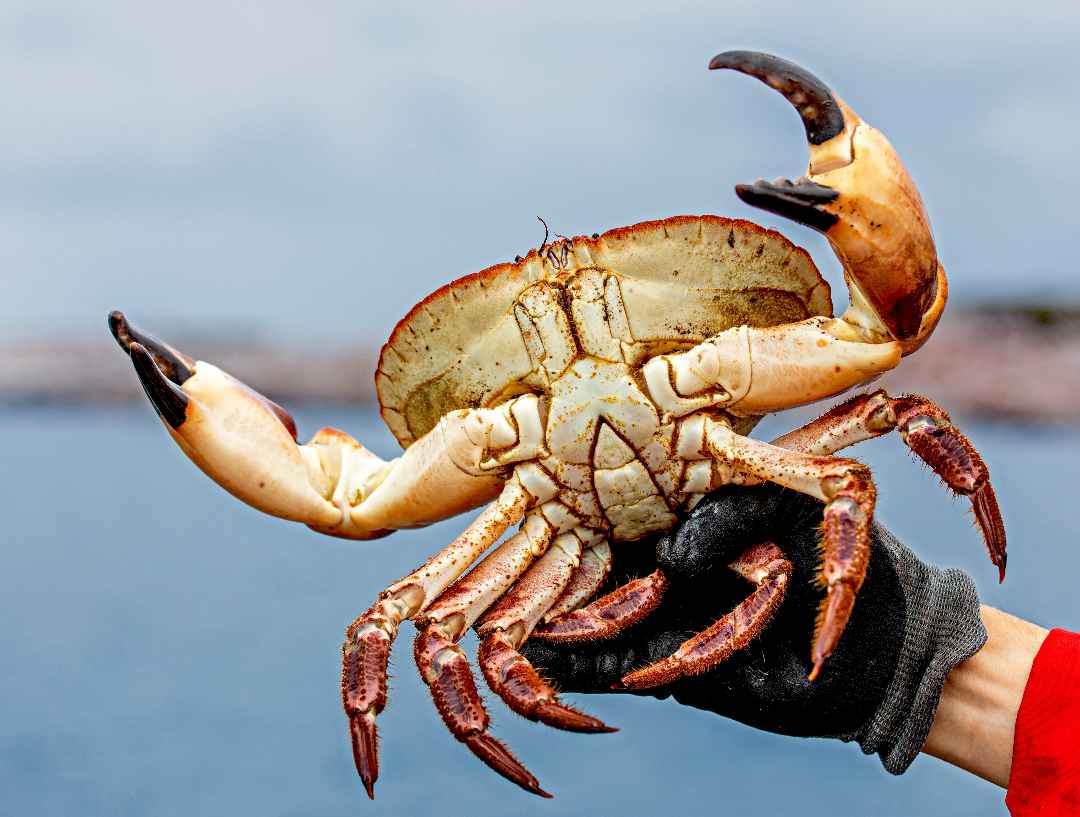 Fisherman gives crabs spa treatment before releasing them back to ocean