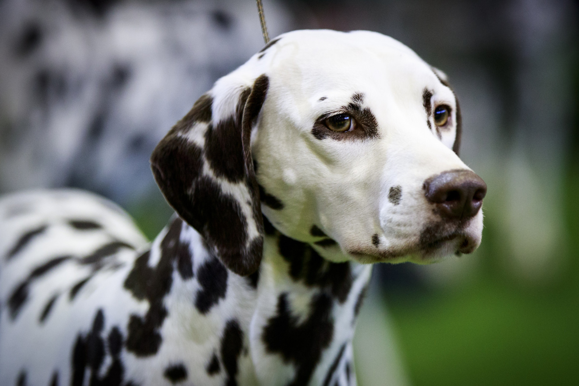 A ranking of the most adorable dog breeds