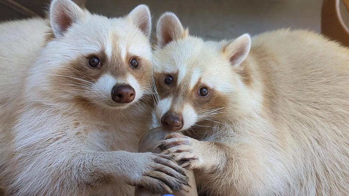Denver Zoo's Birthday Celebration for Rare Raccoon Siblings Couldn't Be ...