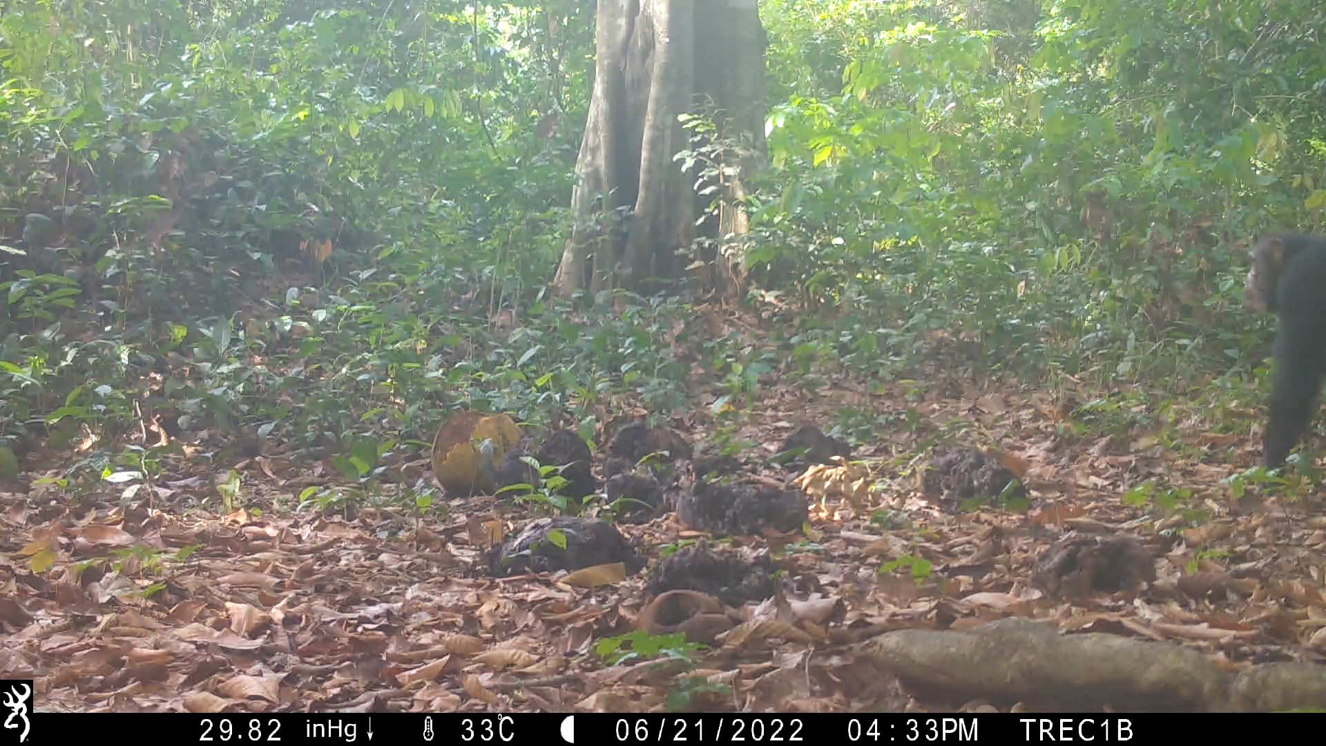 RAW VIDEO: Cheersy Chimps! Chimpanzees Filmed Consuming Alcohol In ...