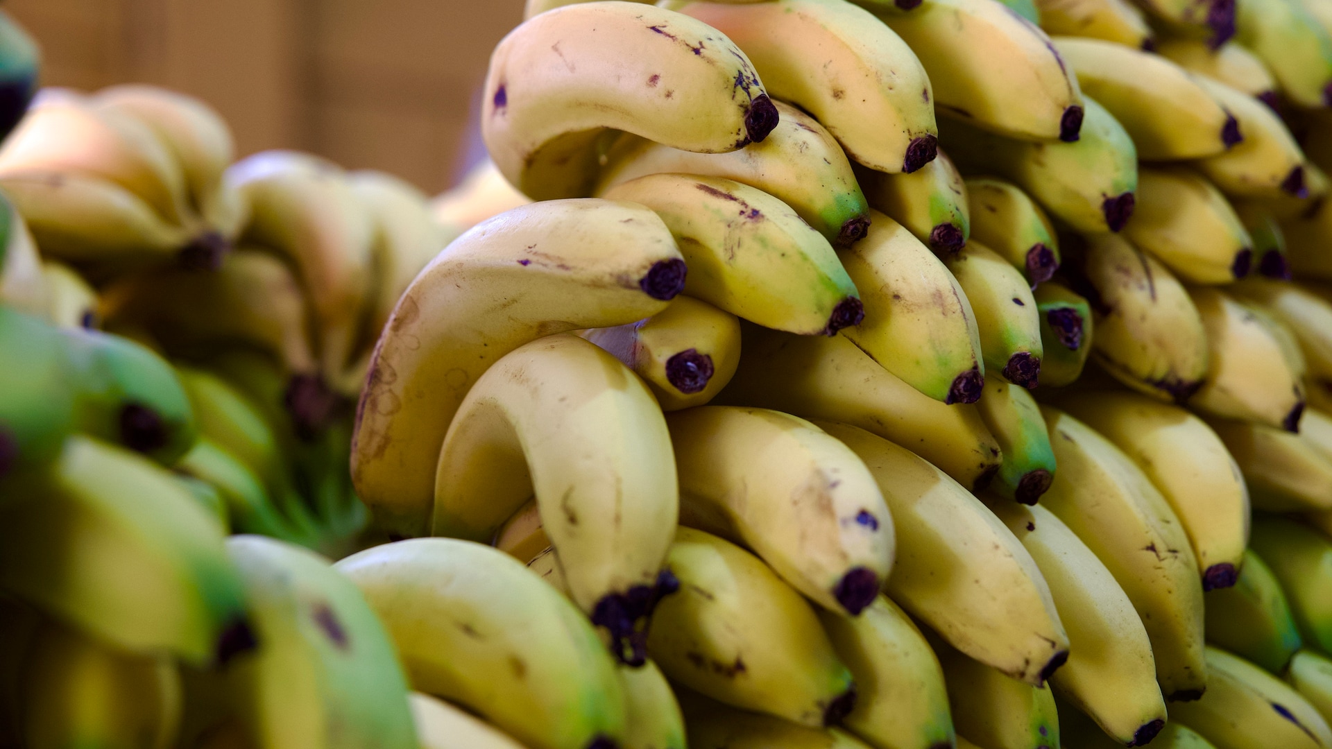Erwärmung durch Klimawandel: Jetzt zittern Forscher vor der Bananen ...