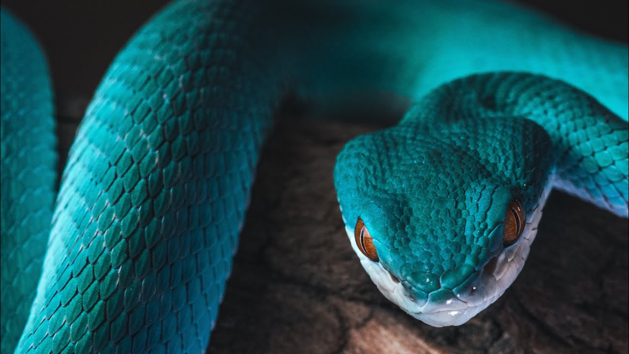 Meet the Rare Blue Vipers at My Zoo