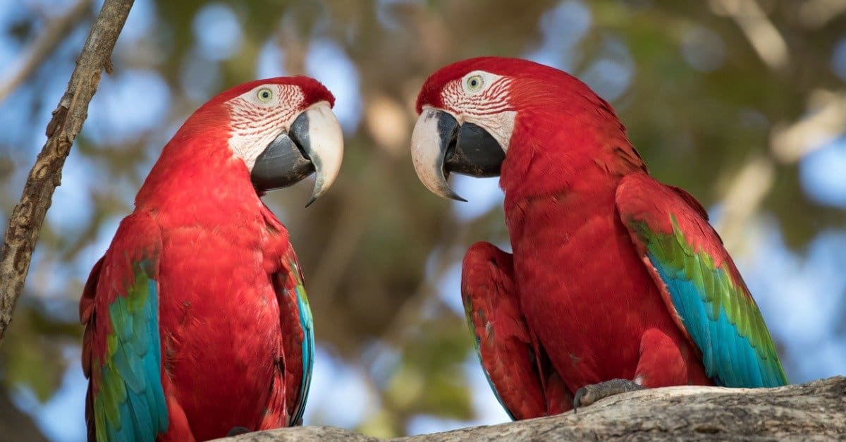 Parrot Lifespan: How Long Do Parrots Live?