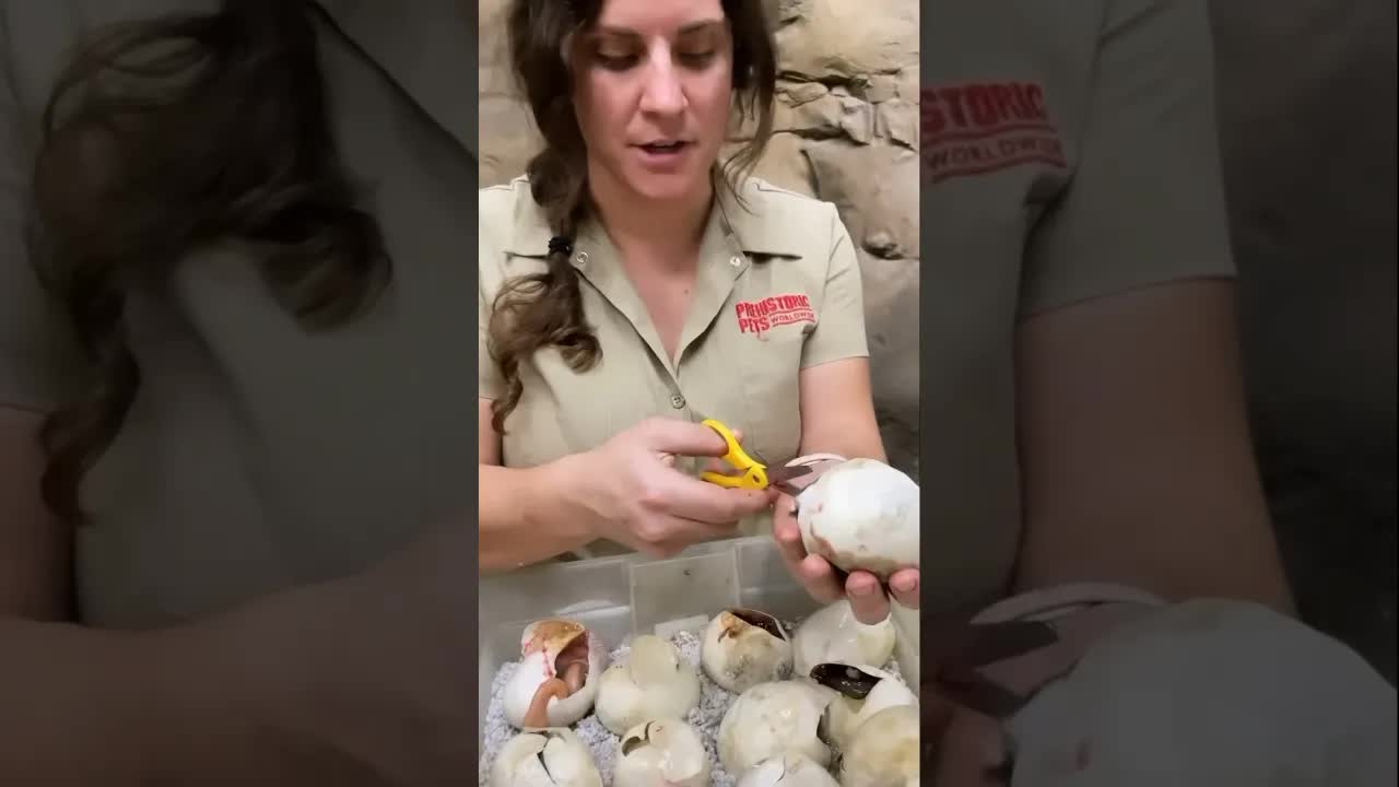 What’s in this Python Egg??