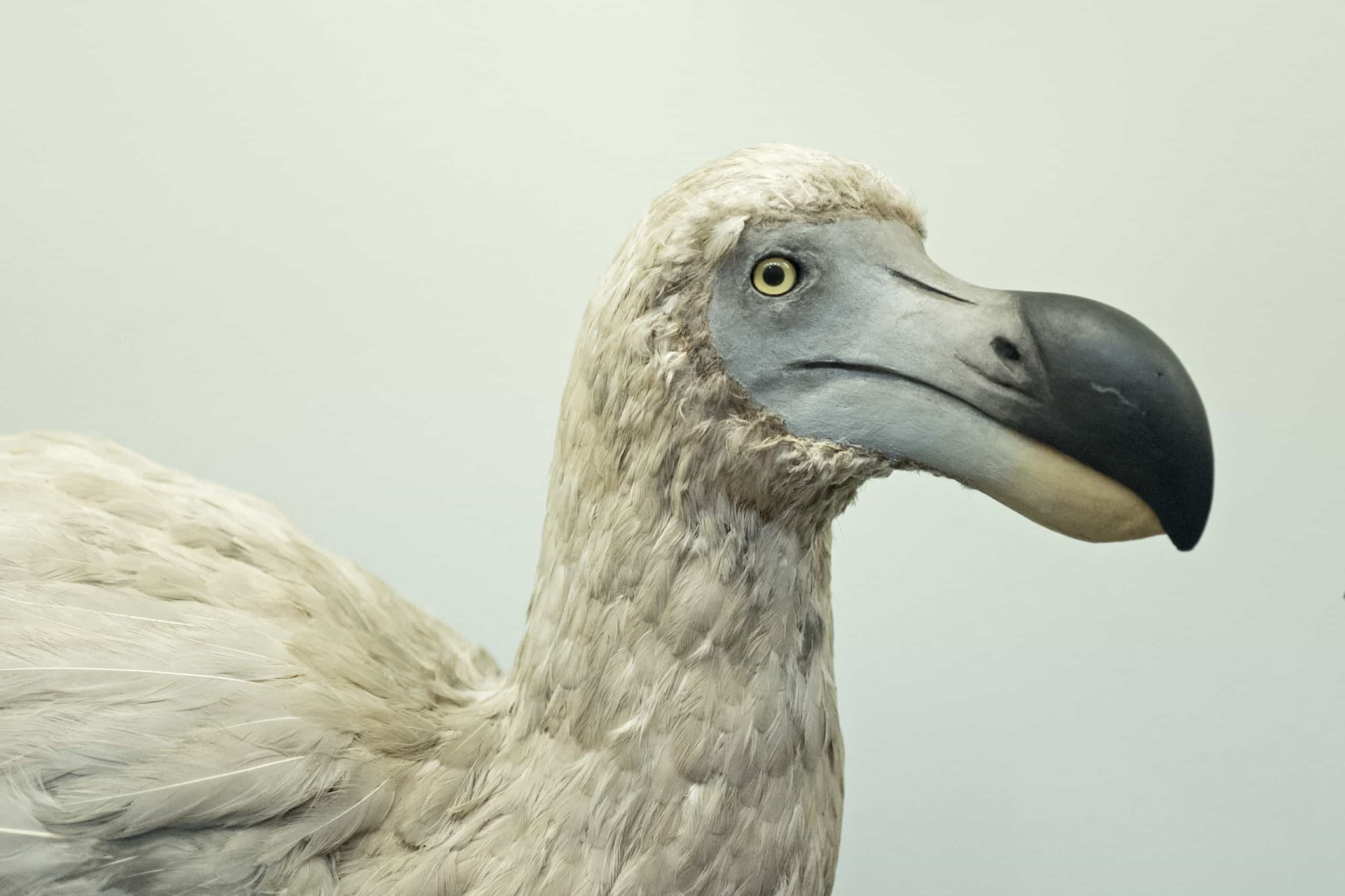 Lost animal species that returned from extinction
