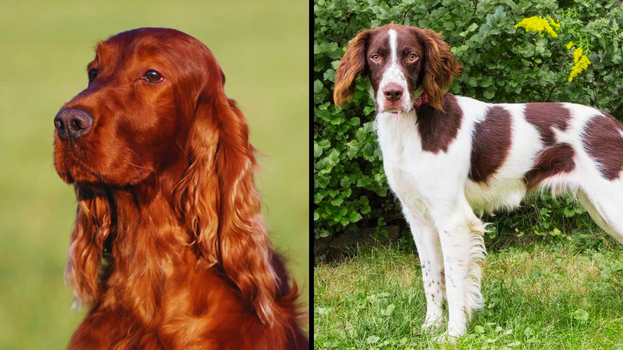 30 Dog Breeds Known For Being Highly Intelligent