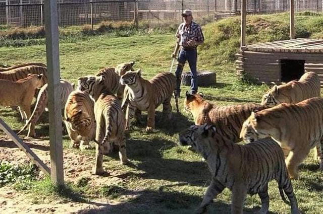 Where Is Joe Exotic Now? What to Know About the “Tiger King” Star's ...