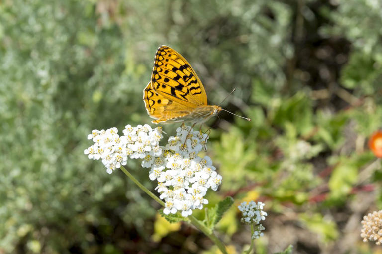 8 tough-as-nails perennials for your most low-maintenance garden ever