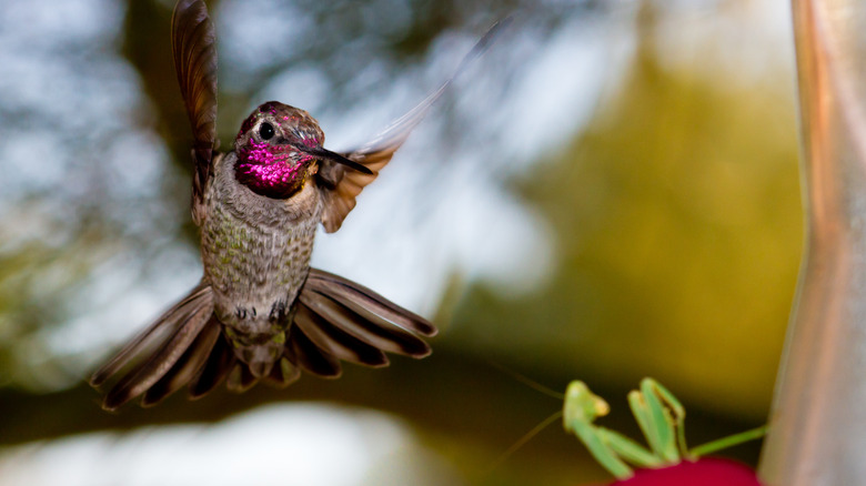 If You Love Hummingbirds, Try These Tricks For Deterring Praying Mantises