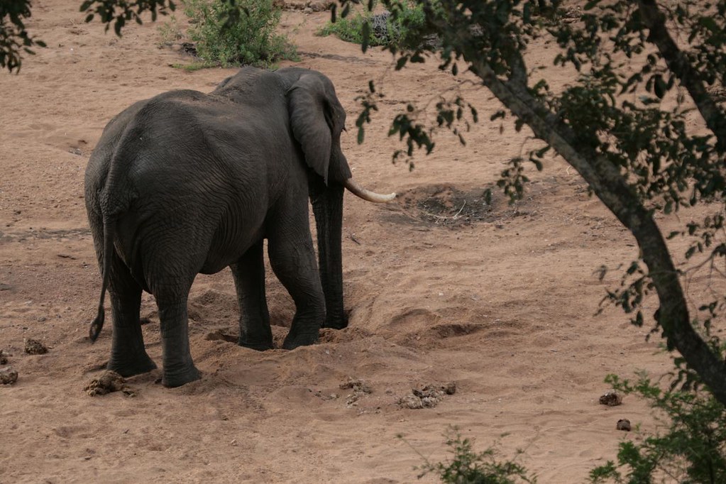 How Elephants Engineer Their Own Habitats by Creating Watering Holes