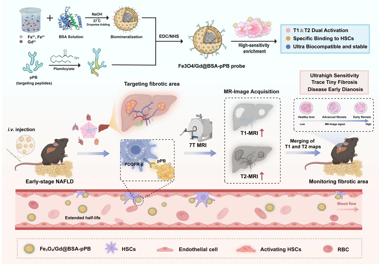 Dual-mode MRI nanoprobe mimics biological processes to pinpoint early ...