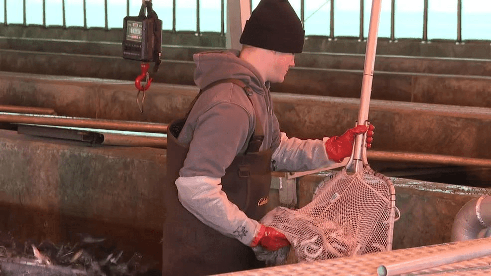Walleye eggs hatch at Platte River hatchery, signaling start of spring ...