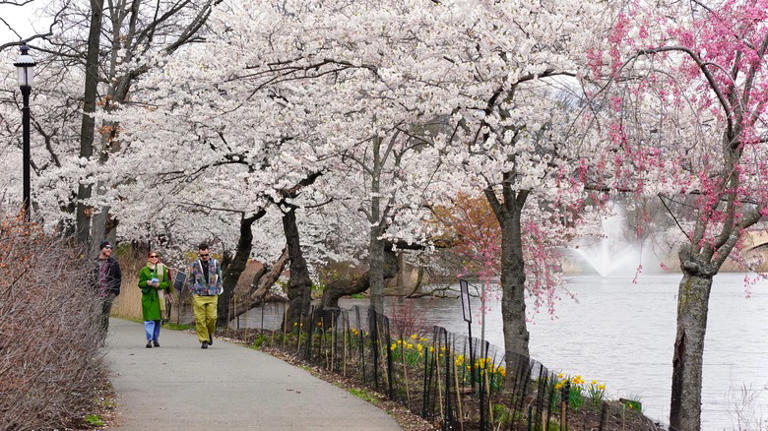 America's Largest Cherry Blossom Collection Is In A Vibrant East Coast ...