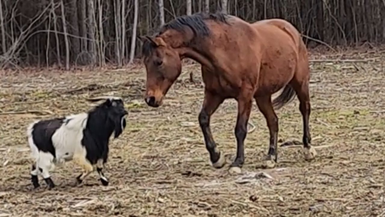 Feisty goat takes on horse in head-to-head showdown