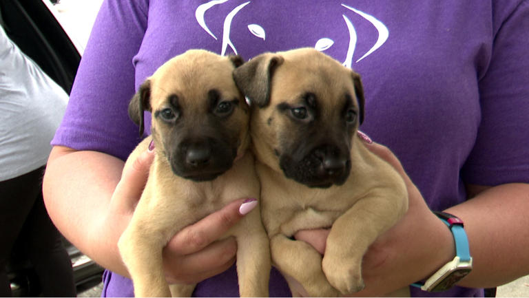 Project Freedom Ride takes dog and her puppies to loving home