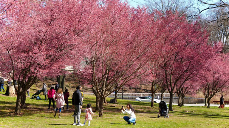 America's Largest Cherry Blossom Collection Is In A Vibrant East Coast ...