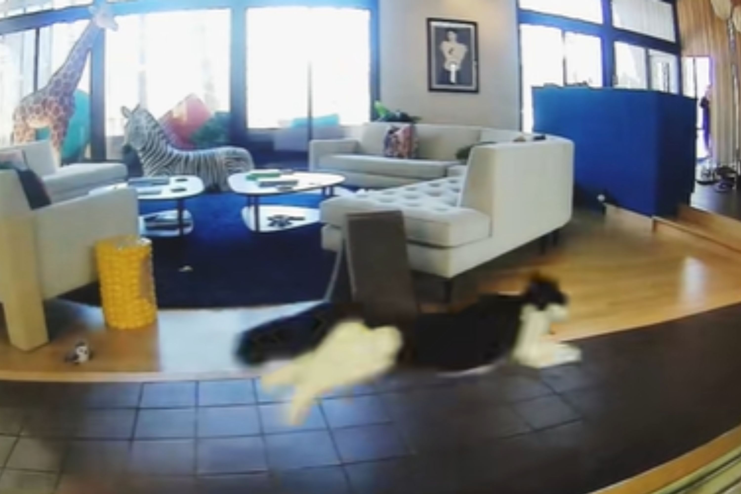 Cam Captures Cats Sprinting Indoors, Then Owner Realizes What's Outside