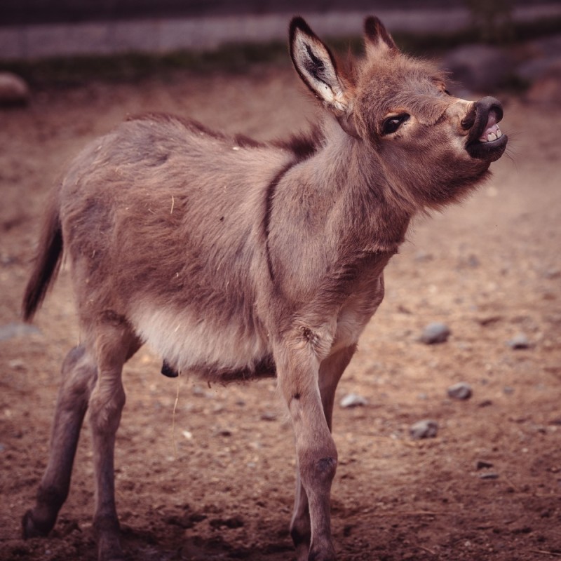 Farmer Checks to See if Her Baby Donkey Has Teeth Yet and It's Cracking ...