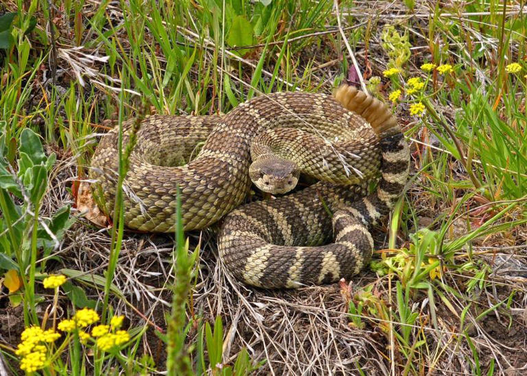 There's one type of venomous snake in Washington. Here's what to do if ...