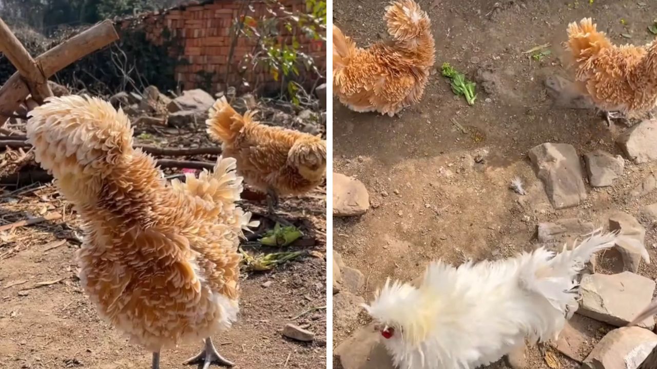 China's Chrysanthemum Chicken goes viral with broom-like feathers
