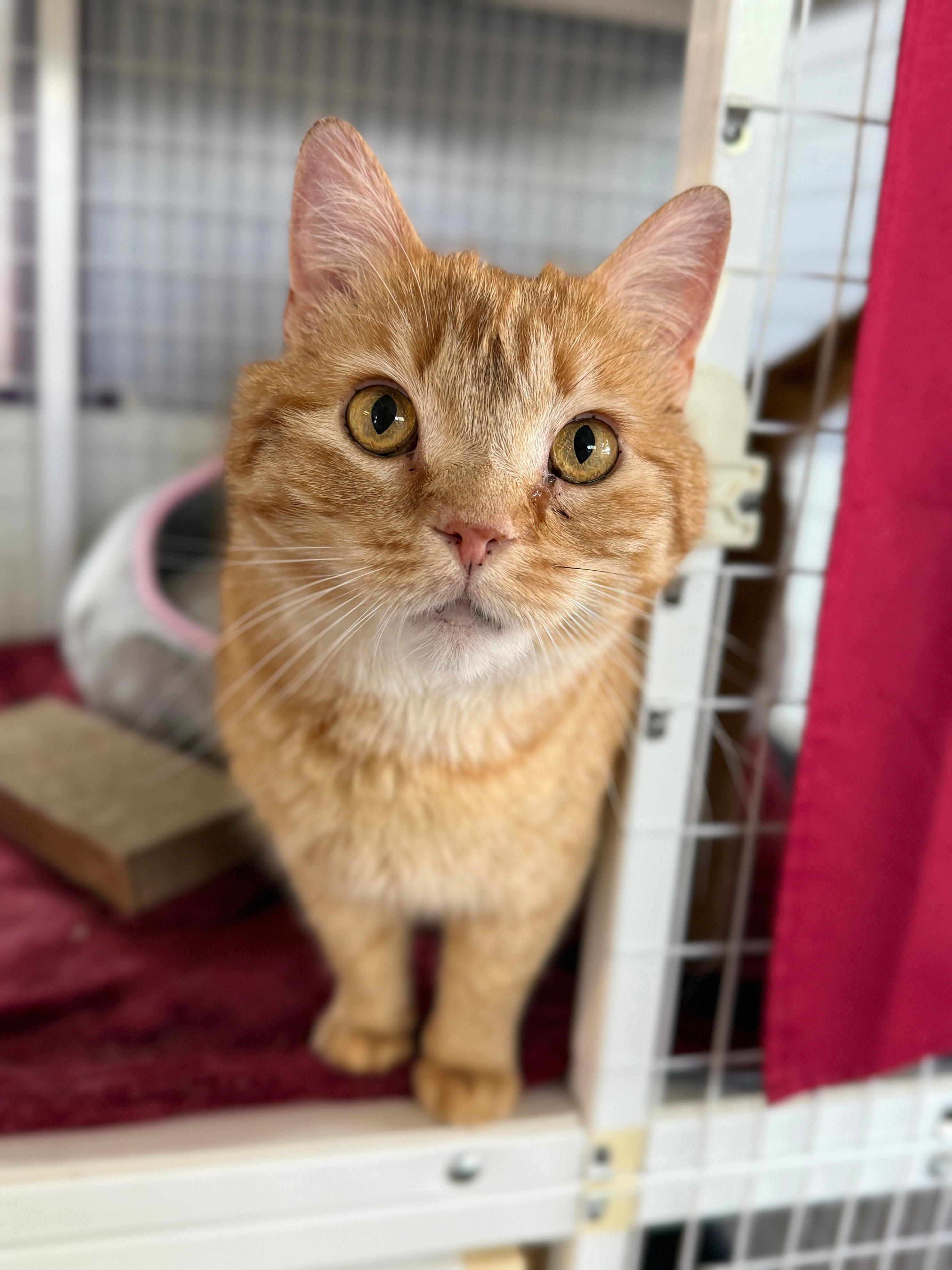 Edna, the orange cat, is ready to find her purrrfect home