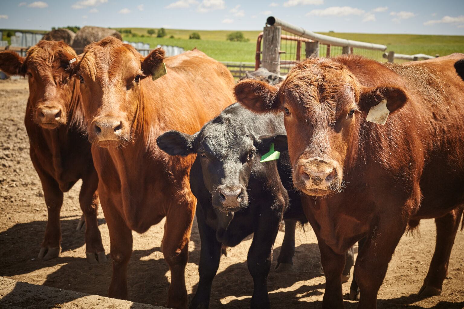 Lab-grown meat ban is another step closer to becoming law in Nebraska