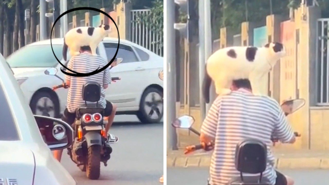 Living on the edge! Daredevil cat takes ride on motorcyclist's shoulders