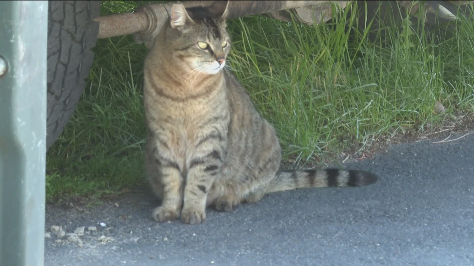 Mountain Home City Council speaks on feral cat overpopulation