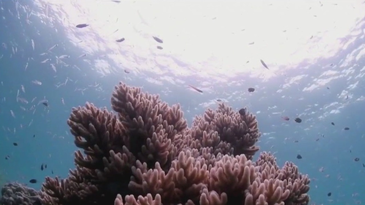 Great Barrier Reef global initiative