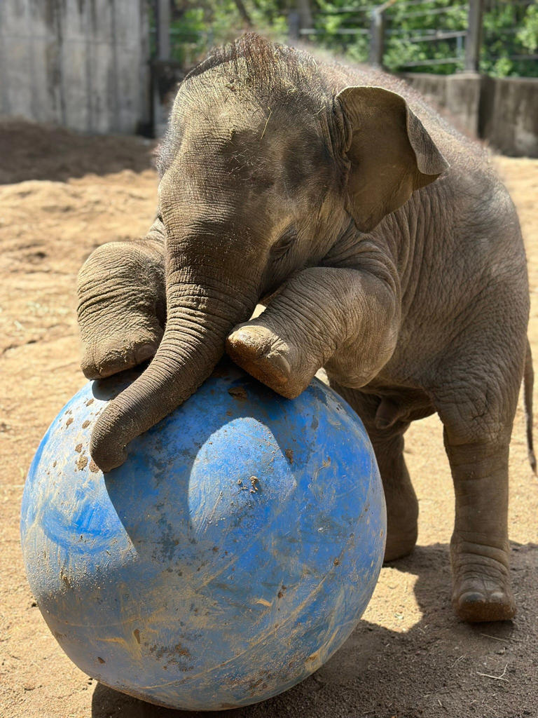 Jet makes his debut at St. Louis Zoo