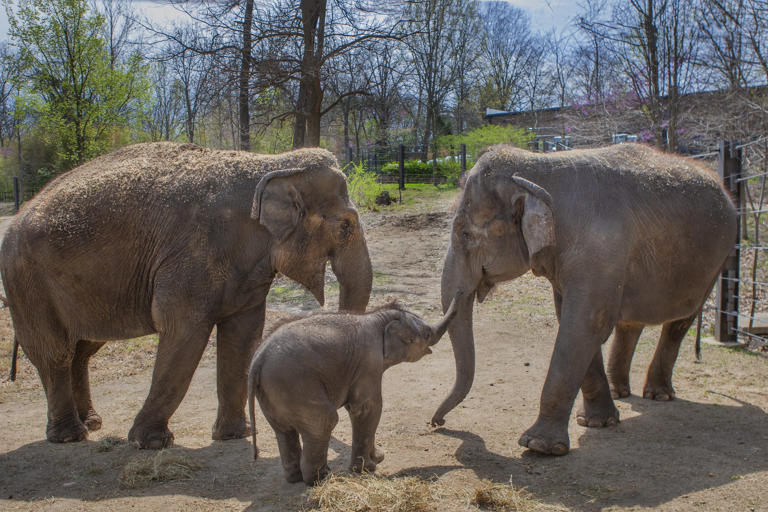 Jet makes his debut at St. Louis Zoo